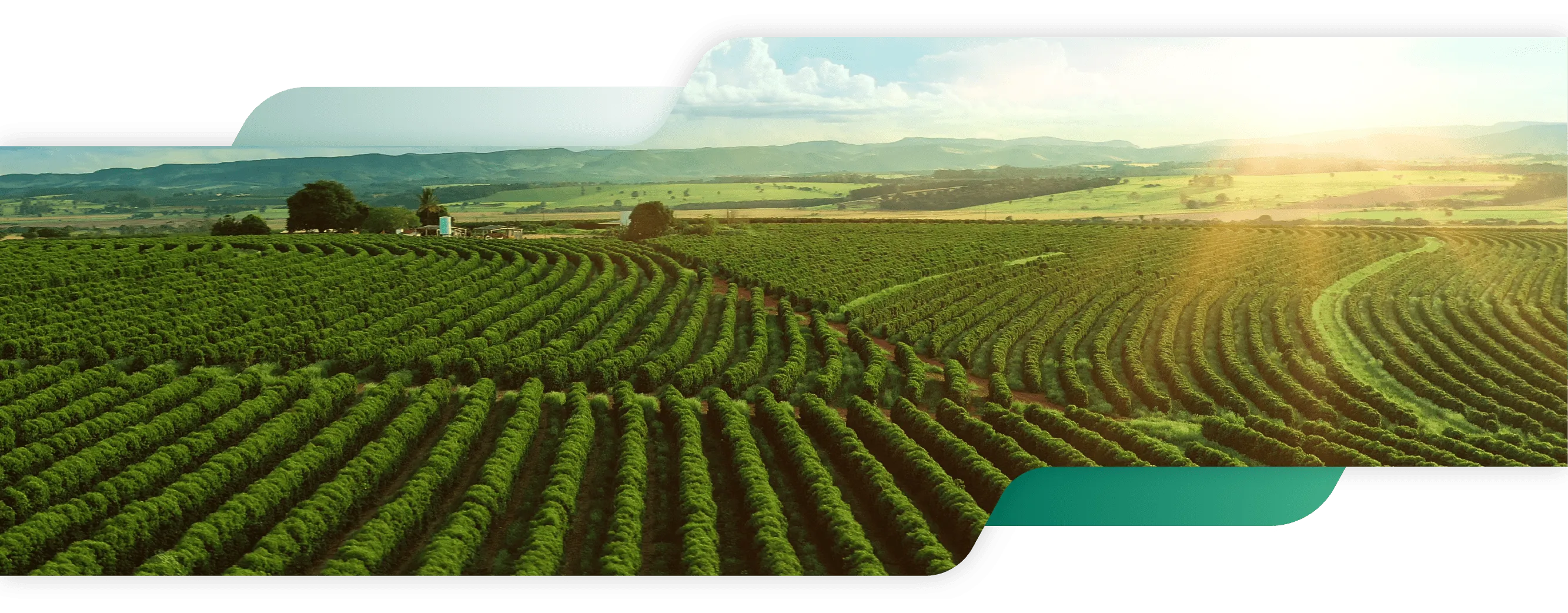 Cooperativas | Agrotis sistemas para o agronegócio